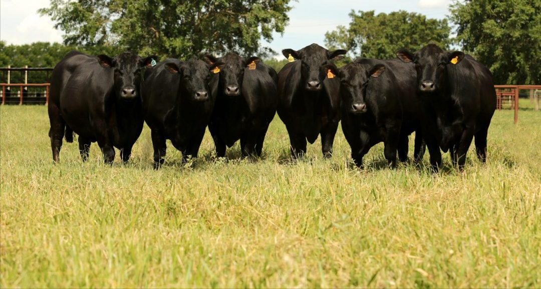 A Pecuária no Brasil e a chegada das raças Angus, Brangus e Red Brahman ...